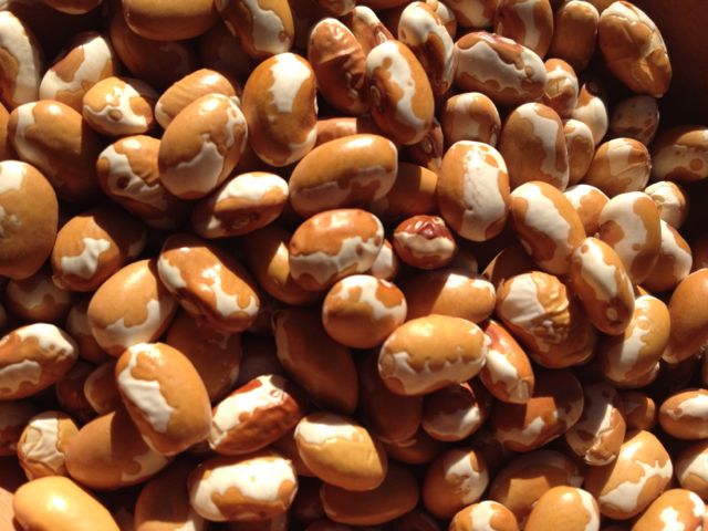 Scarlet Runner Beans | Savor the Southwest: