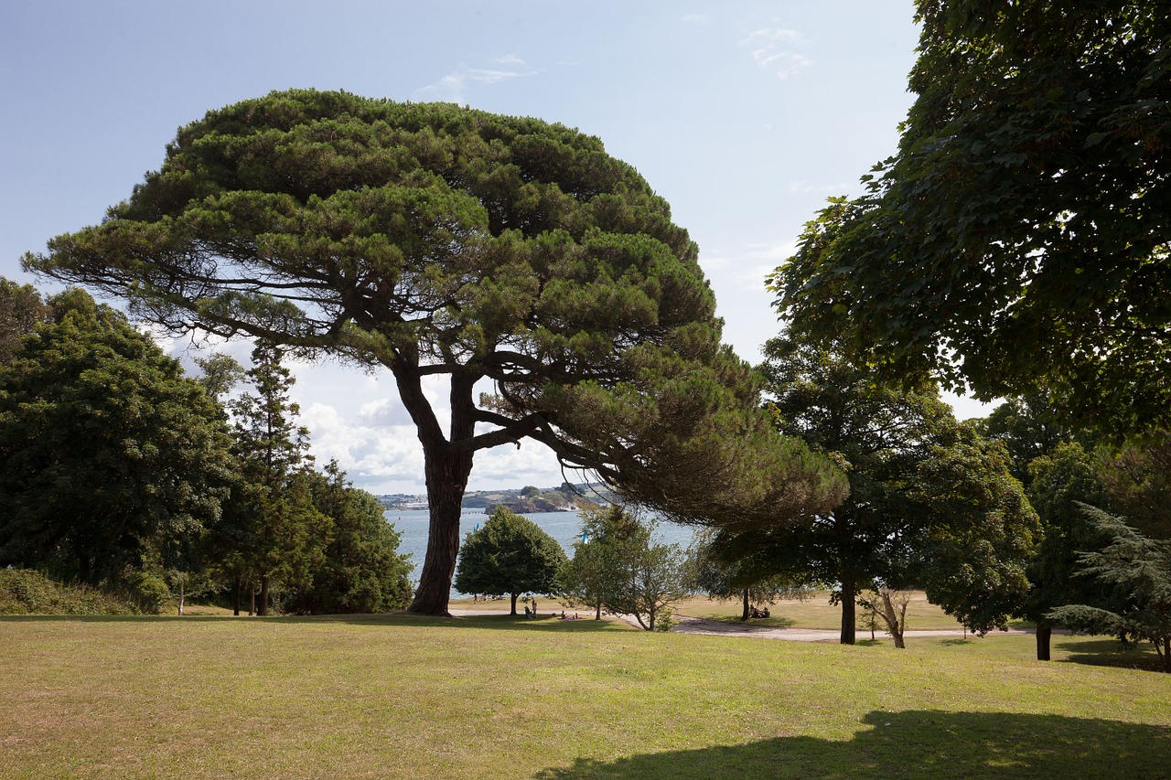 Pine – as an Herb and More | Savor the Southwest: