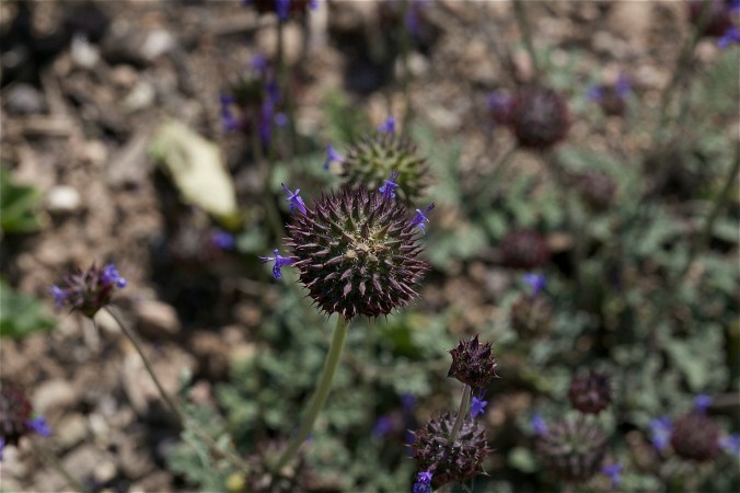 The Charm of Desert Chia | Savor the Southwest: