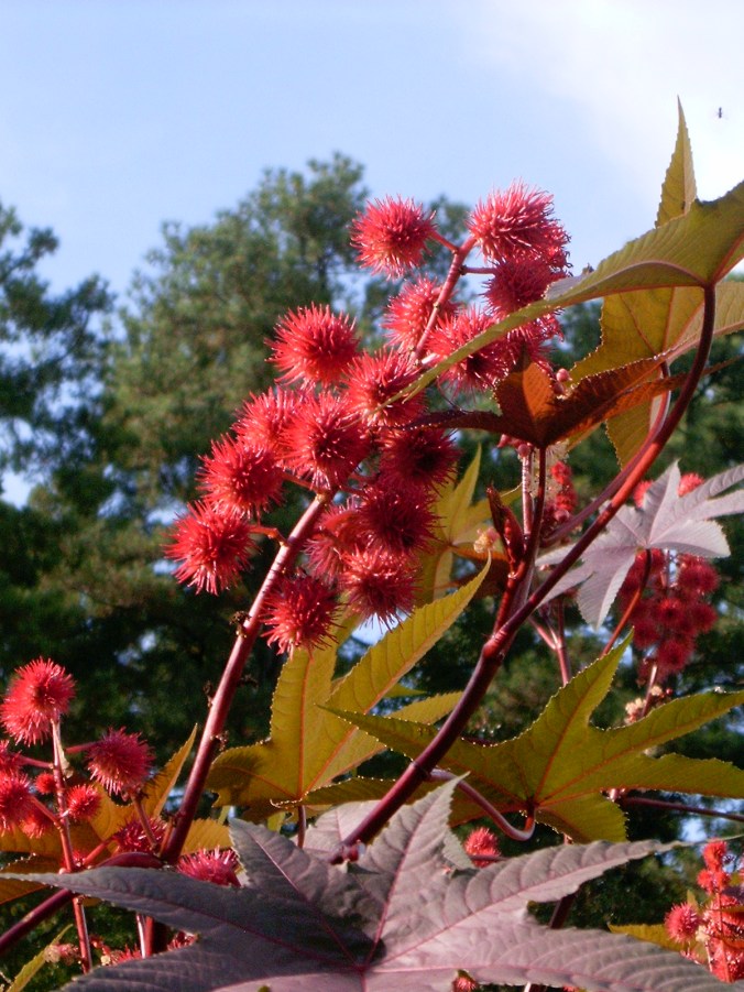 Castor for Sonoran Summers | Savor the Southwest: