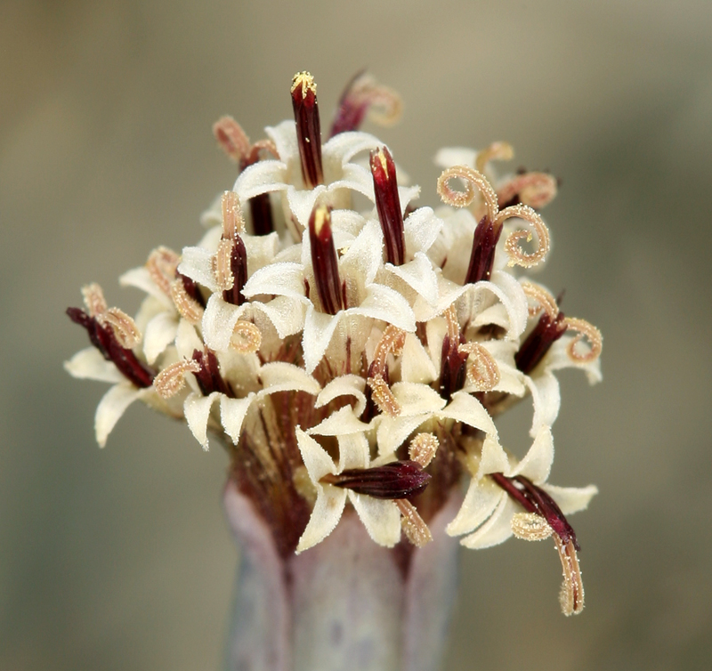 Pleasing Poreleaf | Savor the Southwest: