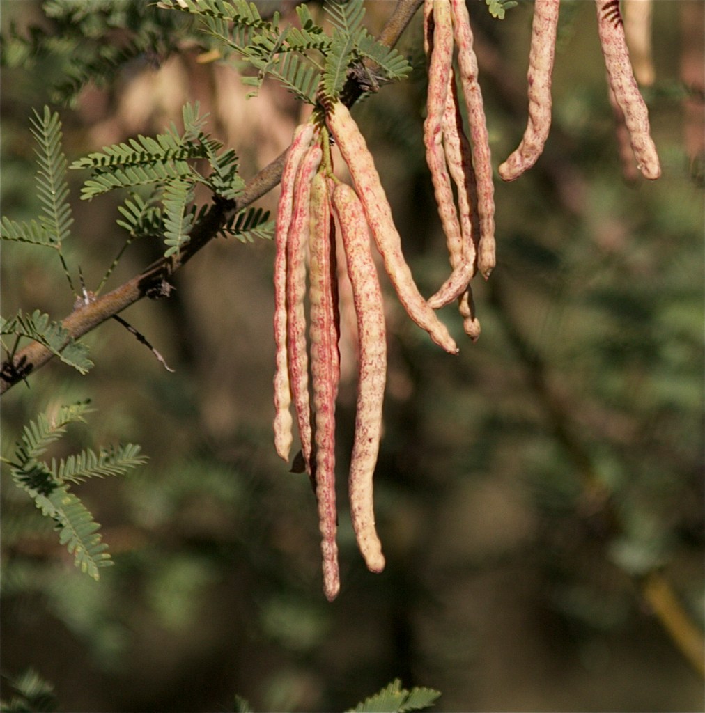 Monsoon Mesquite Bosque Butter | Savor the Southwest: