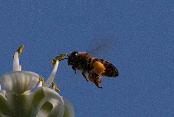 An ARTISTIC Harvest of Desert Foods | Savor the Southwest: