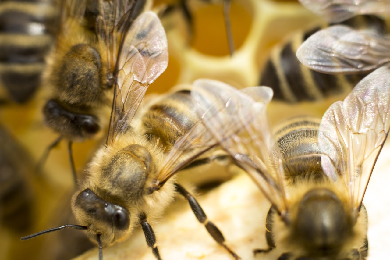 September is National Honey Month | Savor the Southwest: