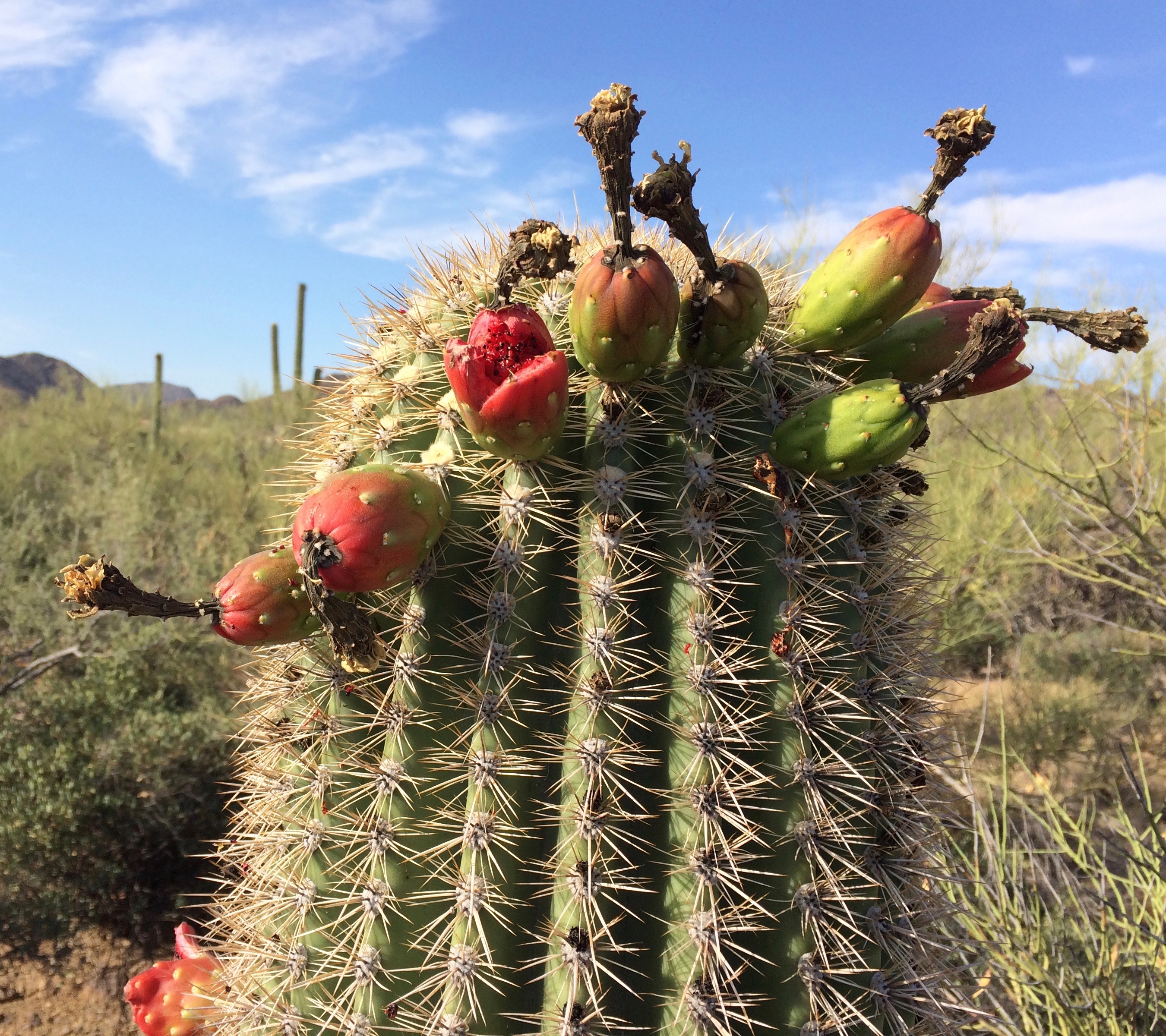 Sonoran Desert New Year Greetings! | Savor the Southwest:
