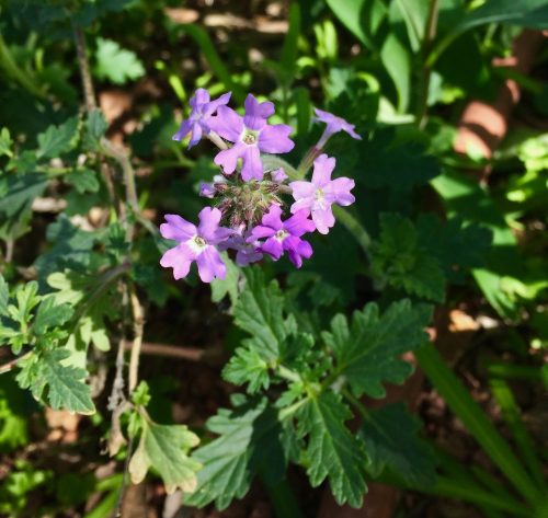 medicinal plant | Savor the Southwest: