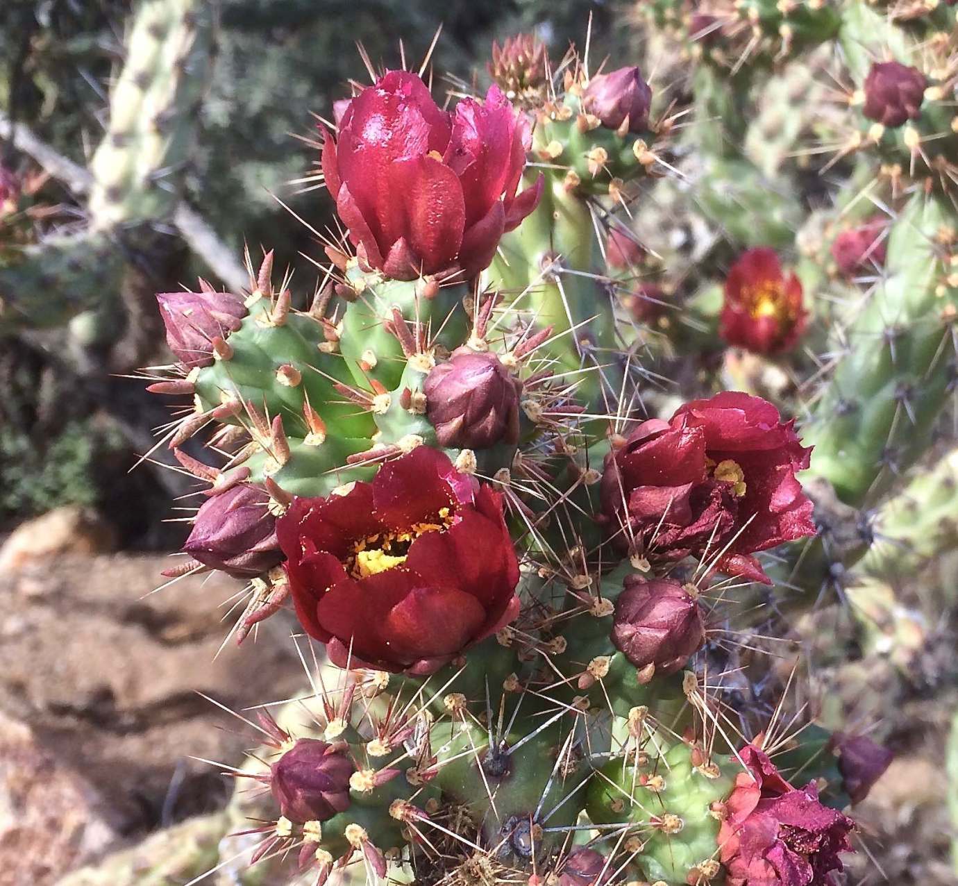 Enjoy Ya Cholla! | Savor the Southwest:
