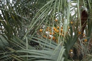 Delicious Desert Sweets: Pindo Palm Fruit | Savor the Southwest: