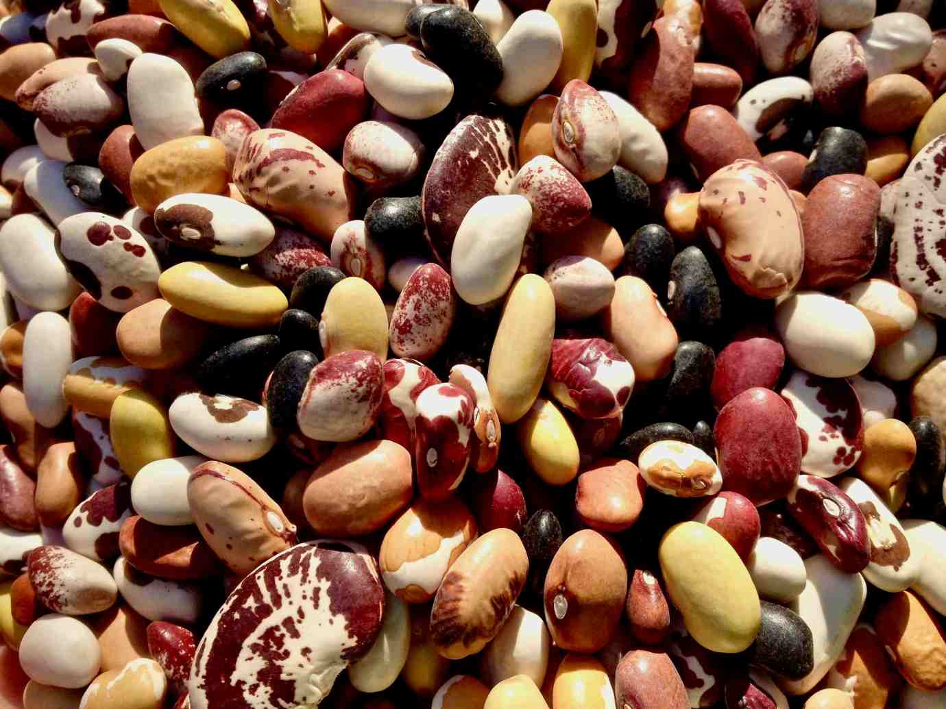 Tohono O’odham | Savor the Southwest: