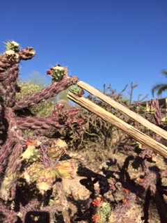 Quiche Sonoraine a la Cholla Bud | Savor the Southwest: