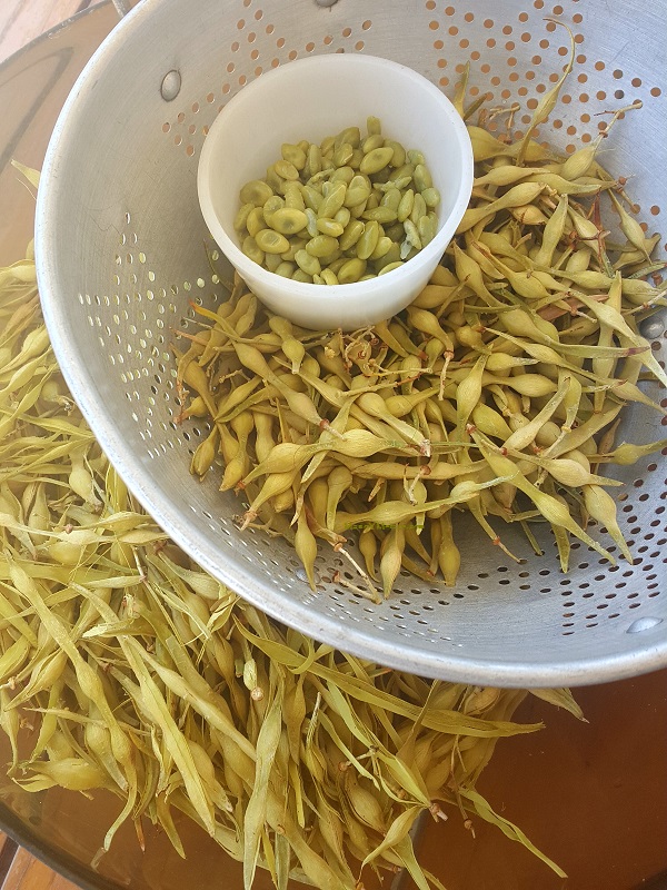 Edible Landscape Plant | Savor the Southwest: