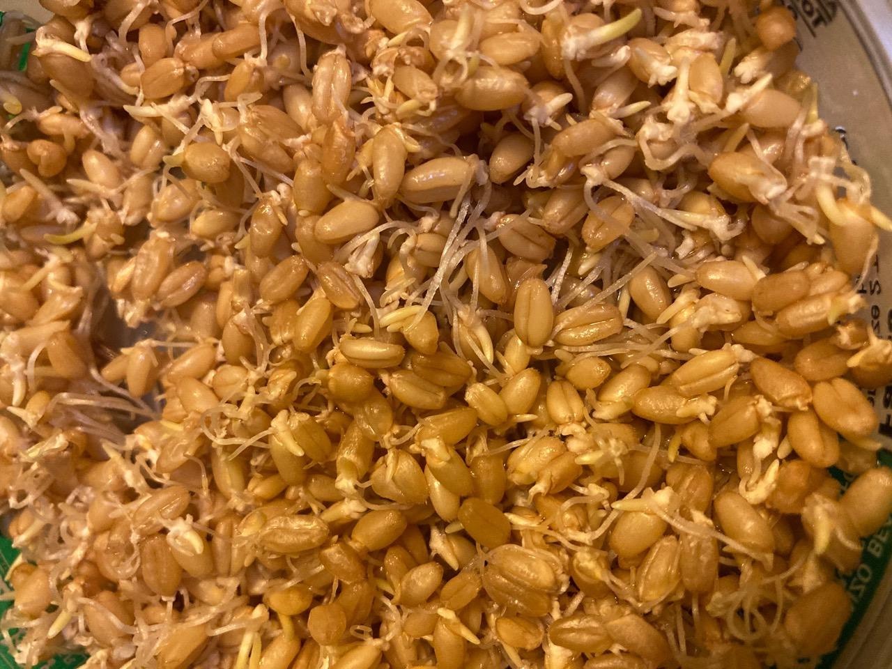 Sprouted White Sonora Wheat-berry Mesquite Brunch-cake | Savor the ...