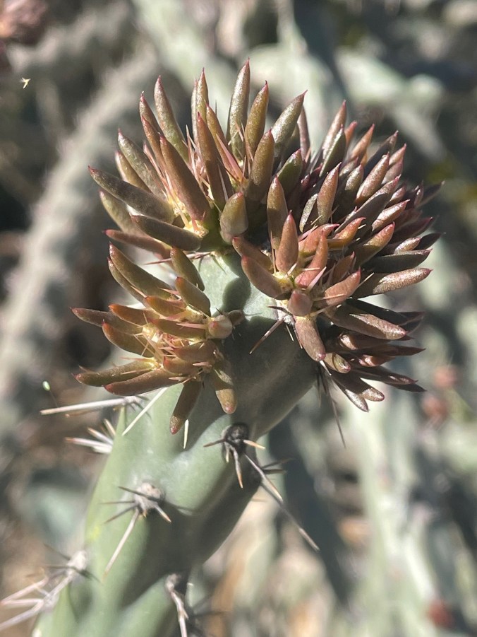 cholla buds | Savor the Southwest: