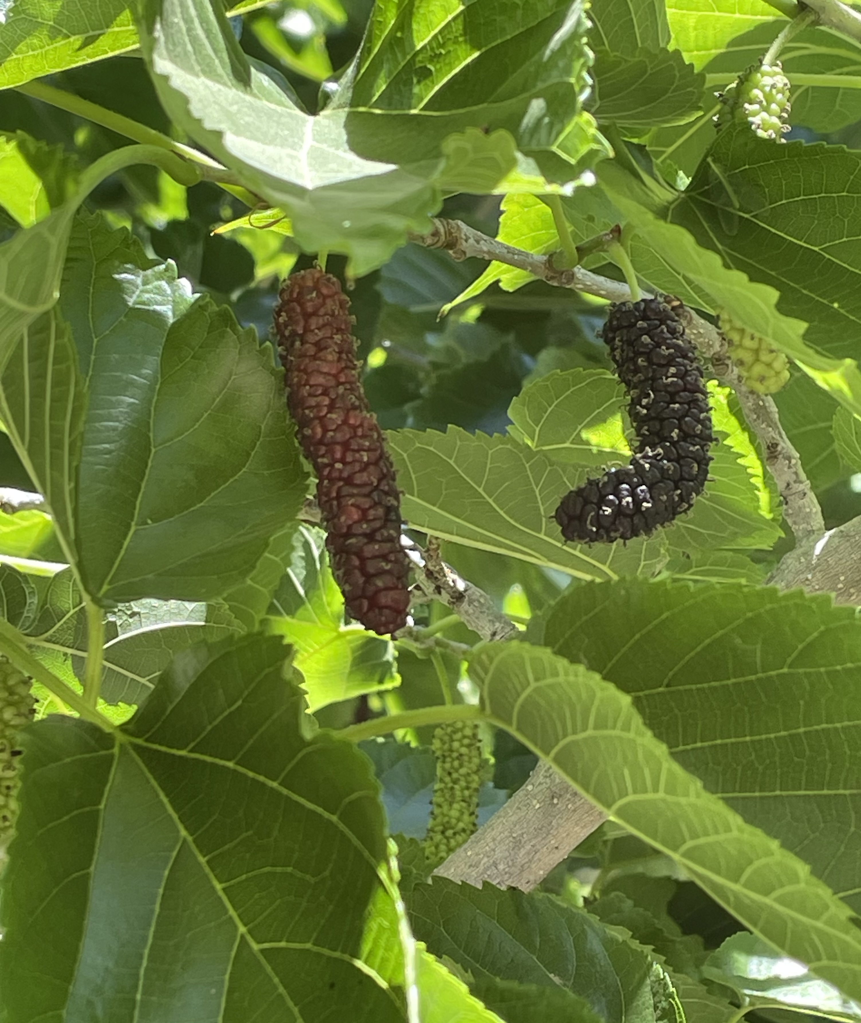 Savor the Southwest: | Forage, Raise, Cook