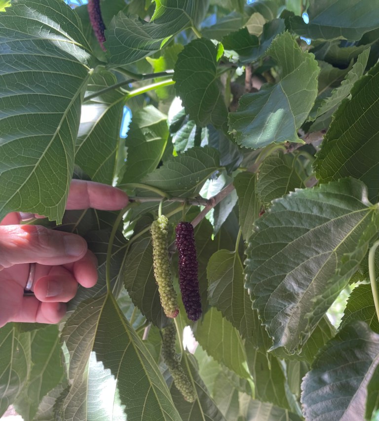 Savor the Southwest: | Forage, Raise, Cook