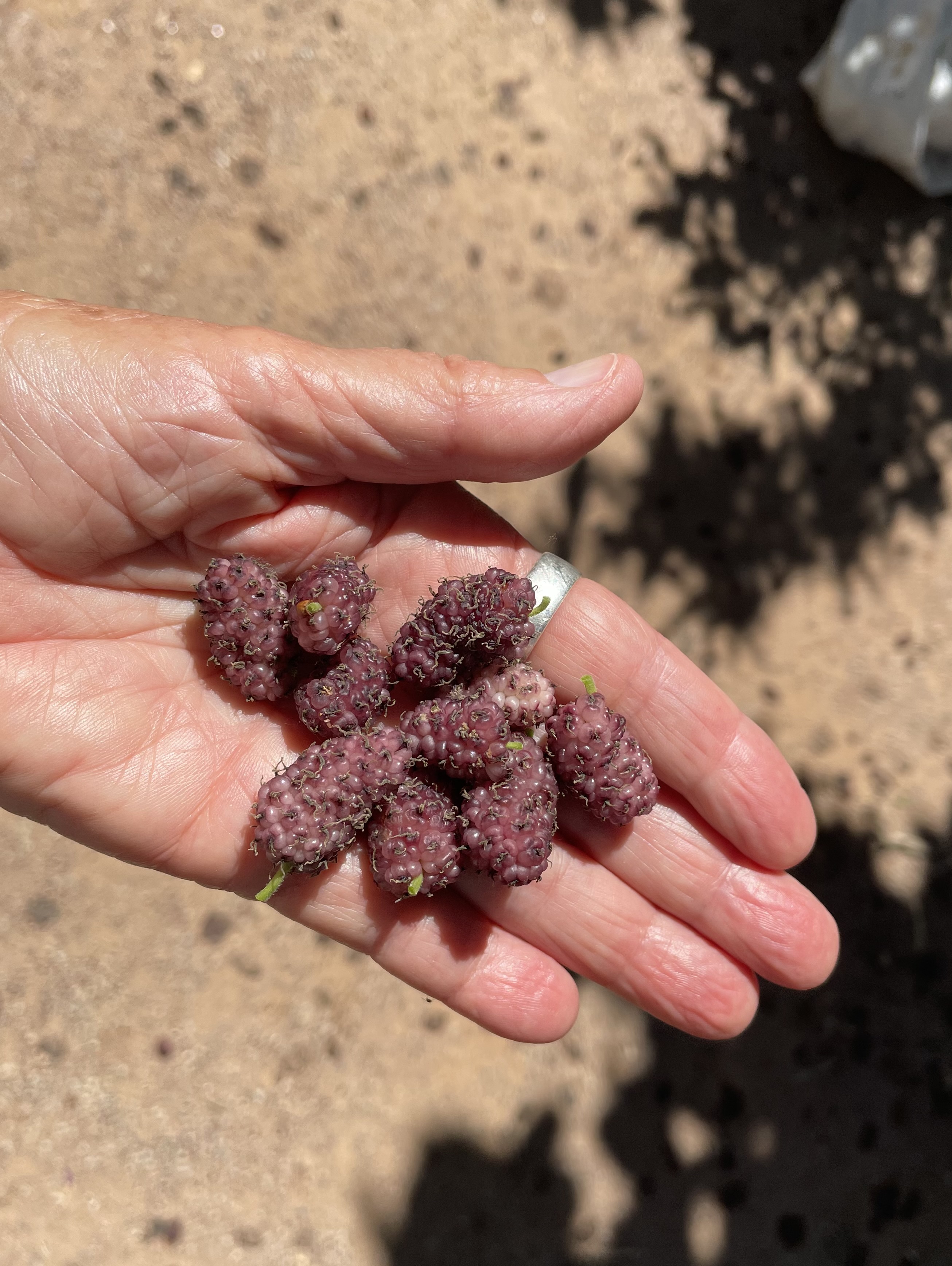 Savor the Southwest: | Forage, Raise, Cook