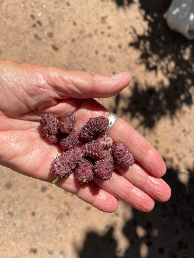 Savor the Southwest: | Forage, Raise, Cook
