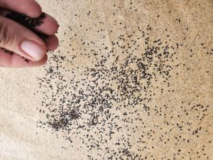 Savor the Southwest: | Forage, Raise, Cook