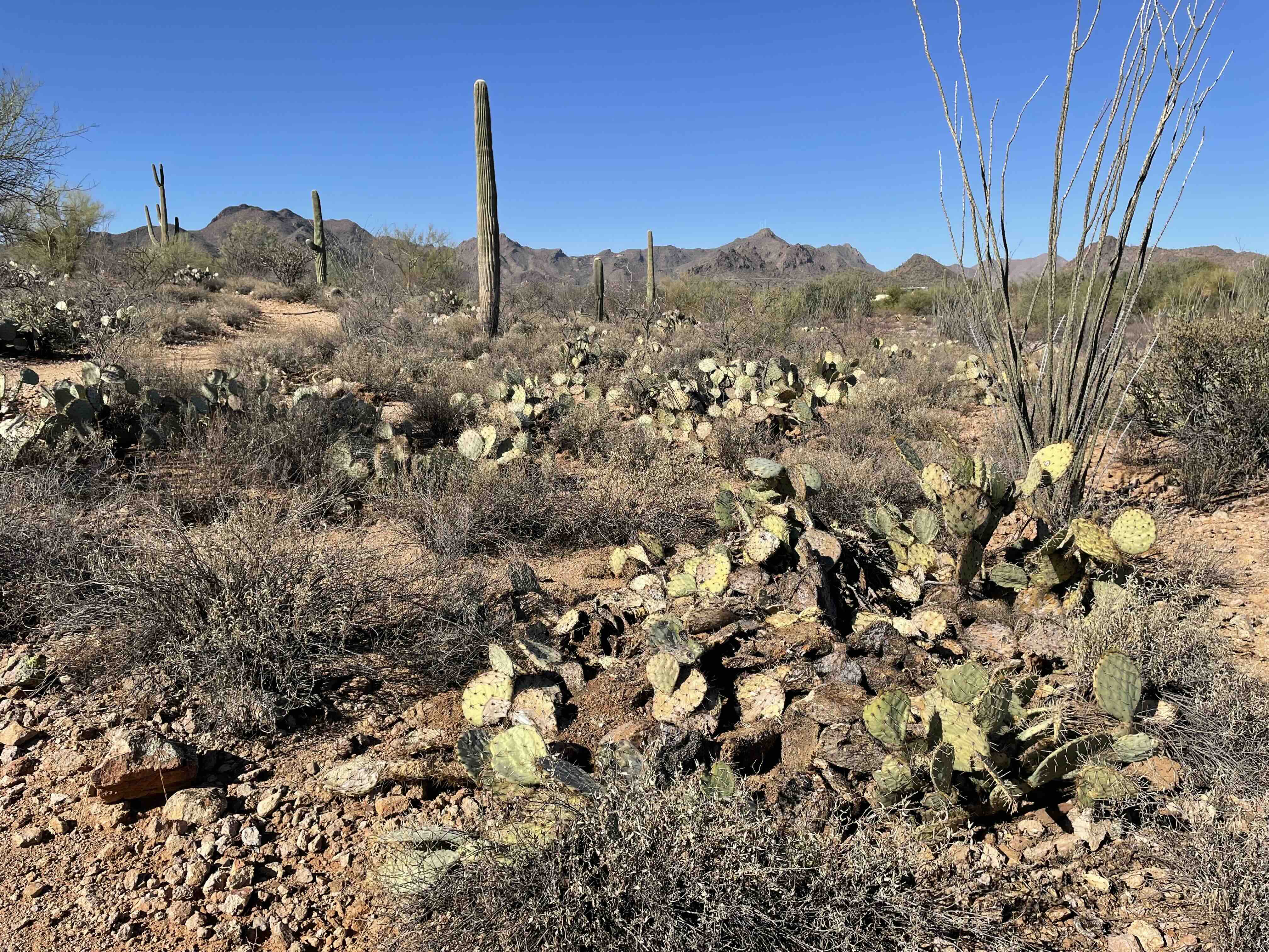 Lean Times for Desert Foods Foraging | Savor the Southwest: