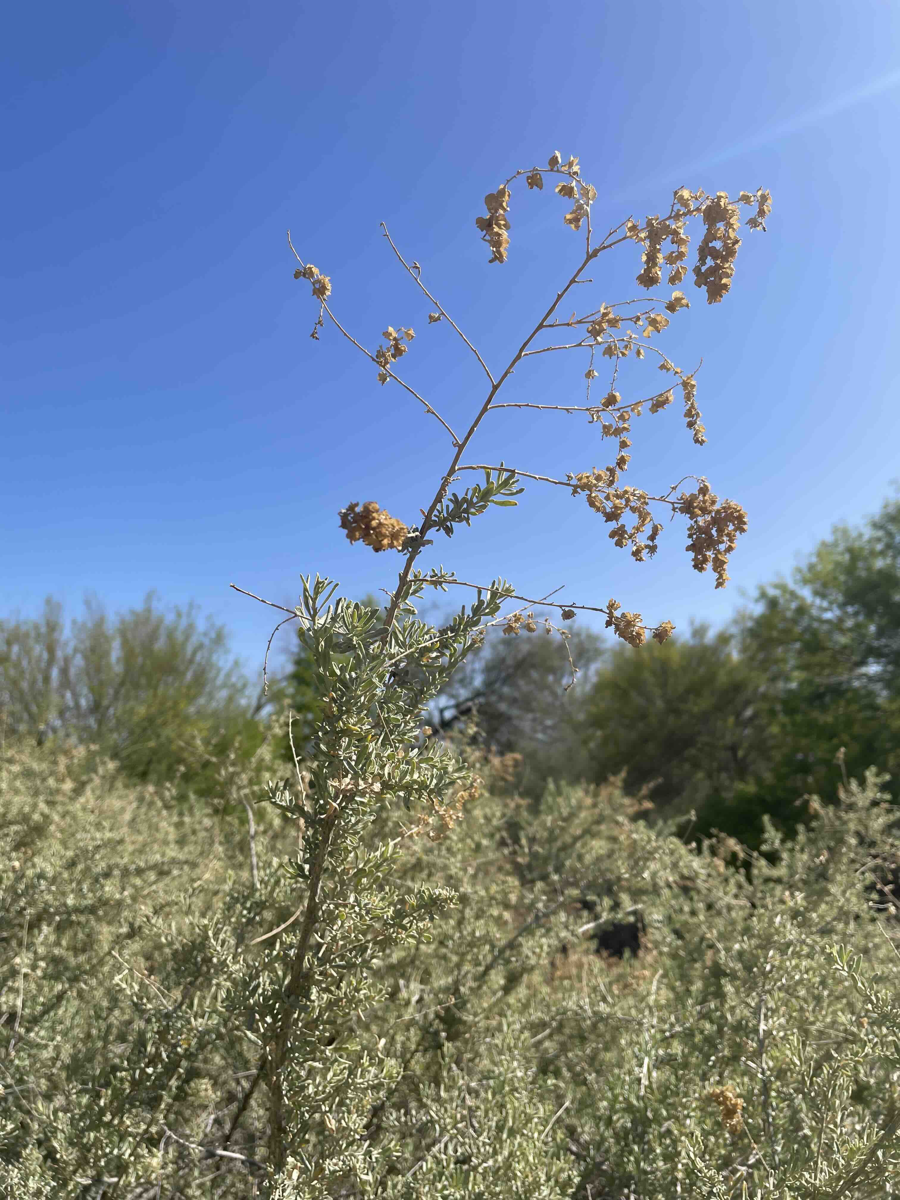 Lean Times for Desert Foods Foraging | Savor the Southwest: